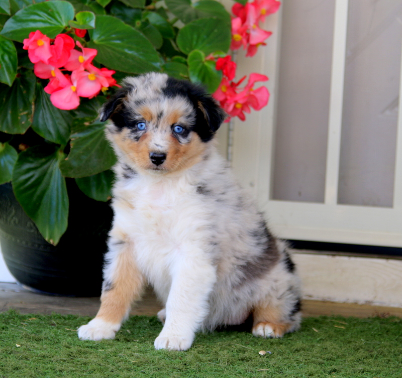 Australian Shepherd Mix Puppies For Sale | Greenfield Puppies