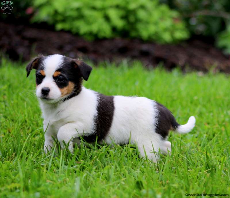 Foxterriër Puppy's Toy Fox Terrier Puppies For Sale Keystone