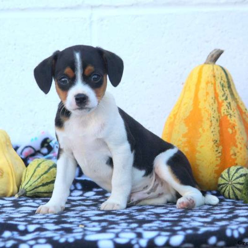 Fox Terrier Mix Puppies For Sale | Greenfield Puppies