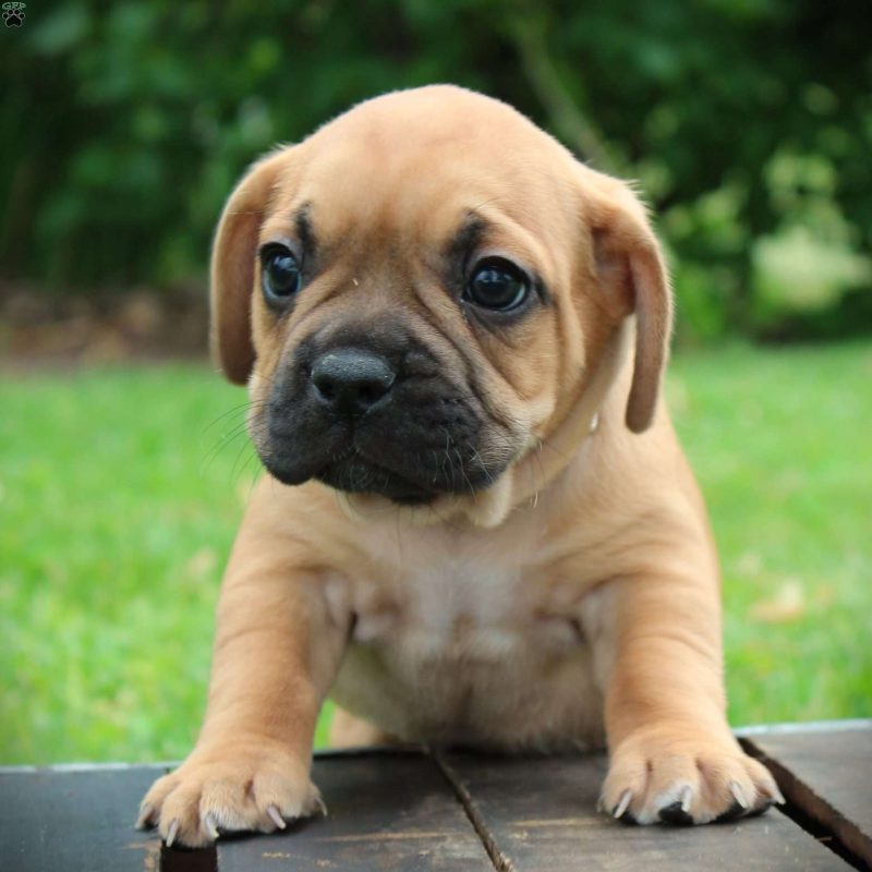 French Bulldog Mix Puppies For Sale | Greenfield Puppies