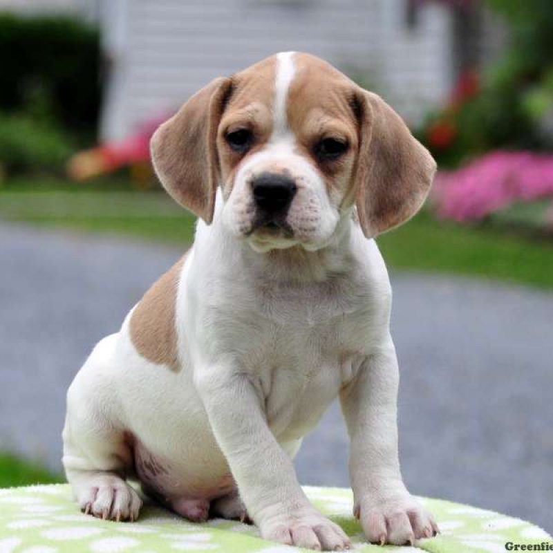 Frengle Puppies For Sale | Greenfield Puppies