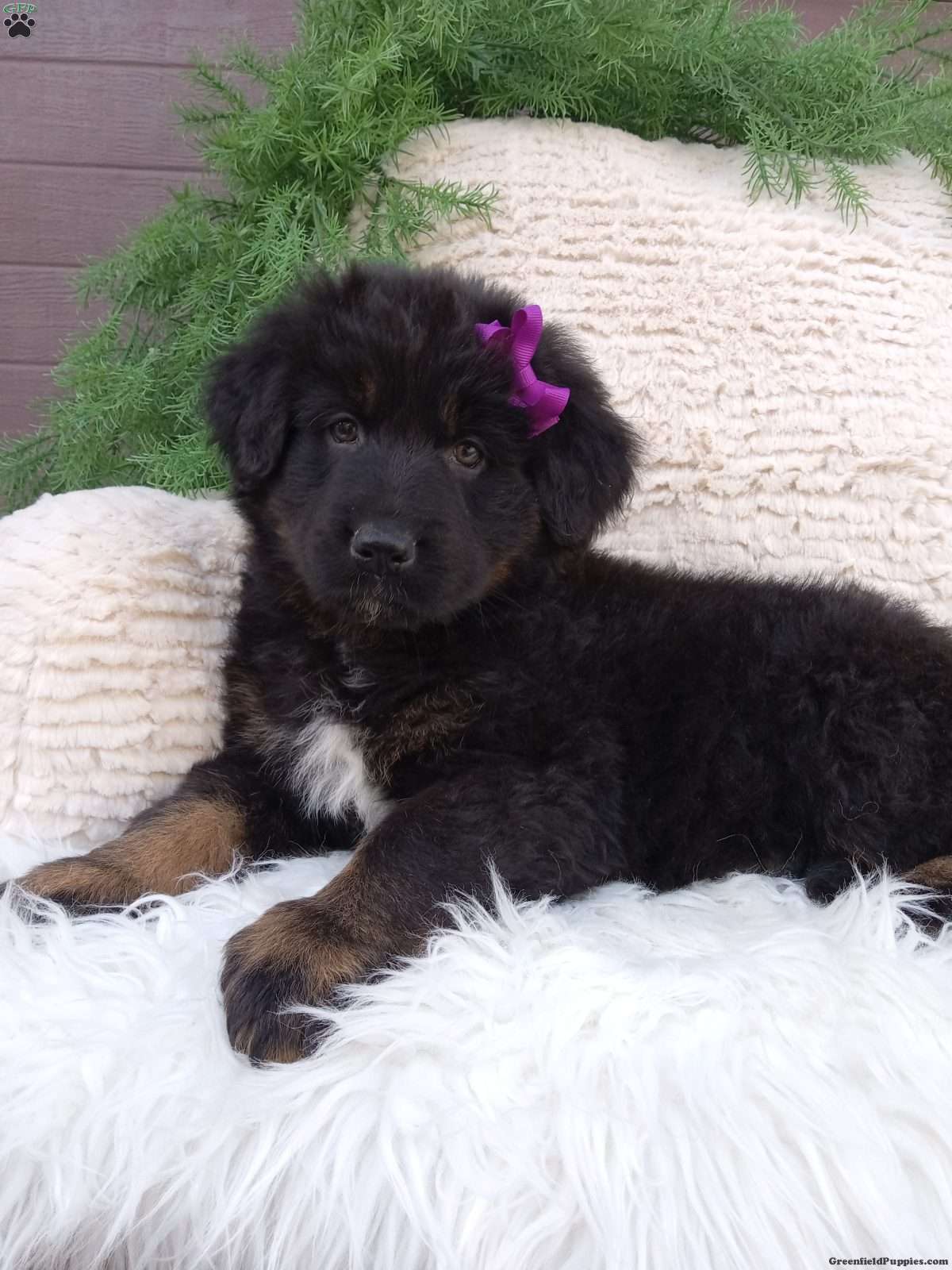 Black German Shepherd Mix German Shepherd Mix Puppies For Sale