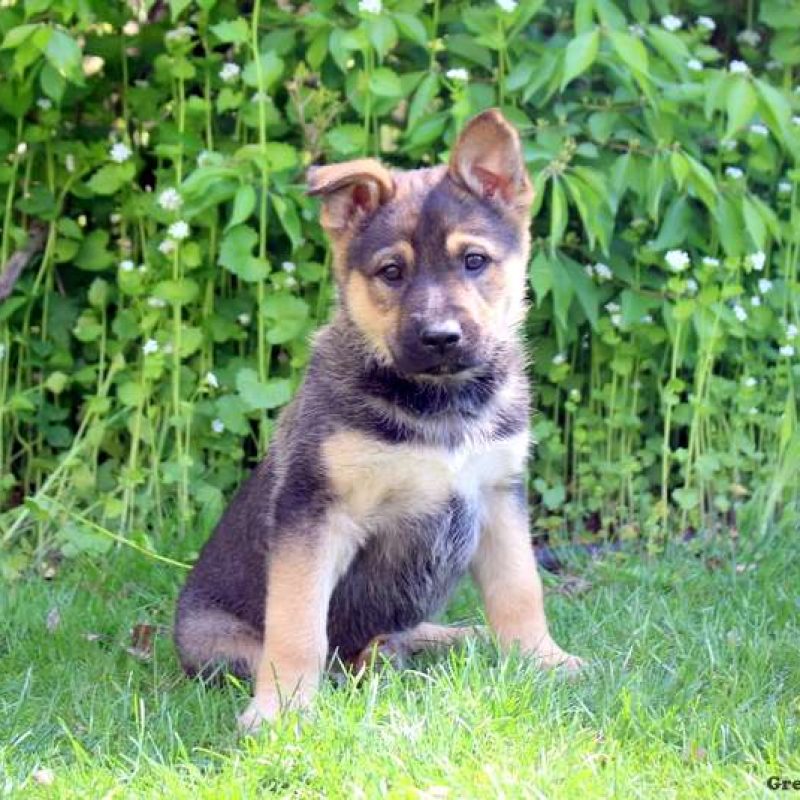 German Shepherd Mix Puppies For Sale | Greenfield Puppies