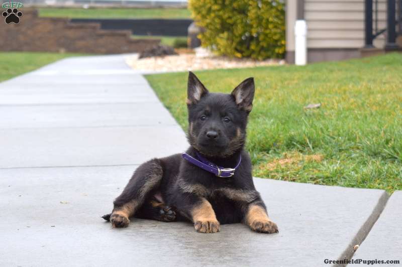 Miniature German Shepherd Puppies for Sale - Greenfield Puppies