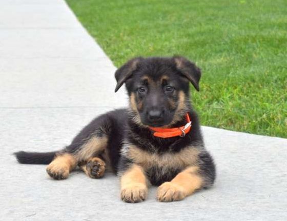 Miniature German Shepherd Puppies for Sale - Greenfield Puppies