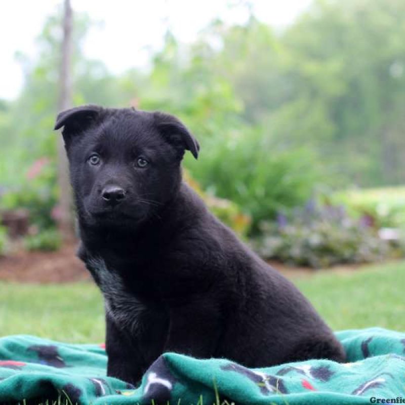 German Sheprador Puppies For Sale | Greenfield Puppies