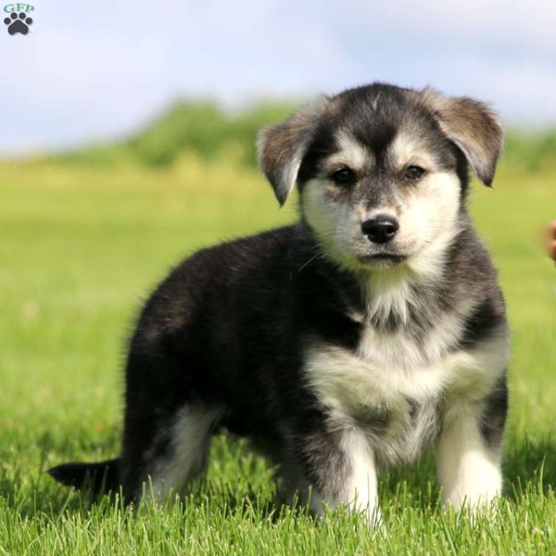 Goberian Puppies For Sale