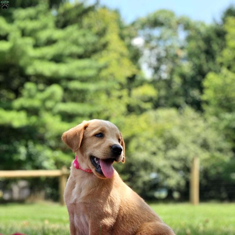 Golden Labrador Puppies For Sale | Greenfield Puppies