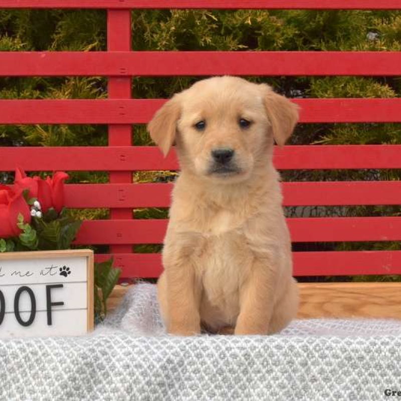Golden Labrador Puppies For Sale | Greenfield Puppies