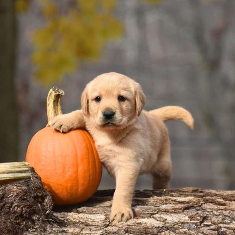 Golden Labrador Puppies For Sale | Greenfield Puppies