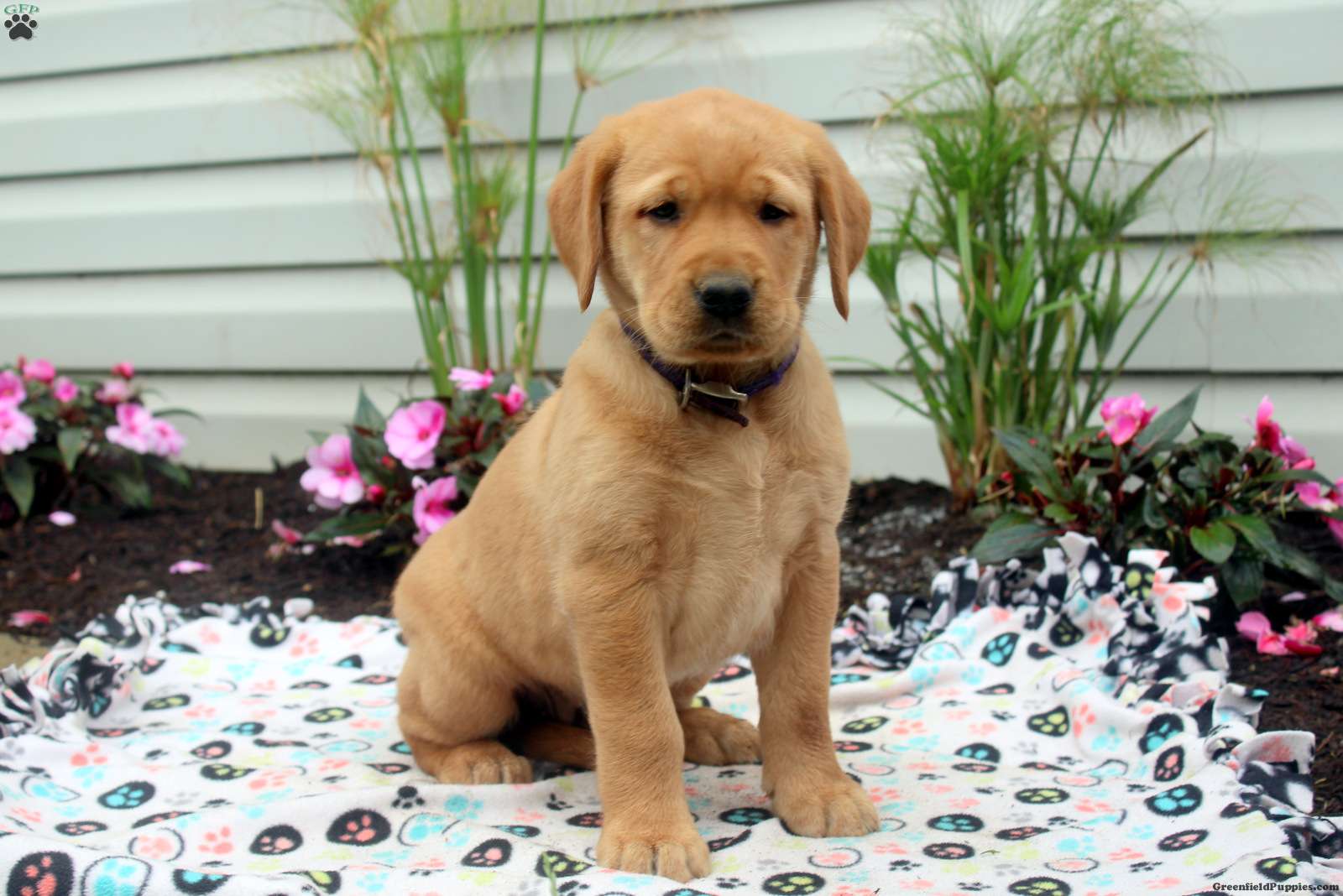 Golden Labrador Puppies For Sale | Greenfield Puppies