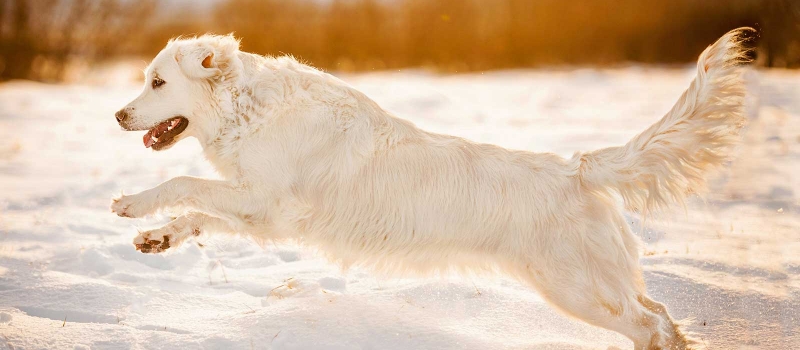 English Cream Golden Retriever Puppies For Sale - GFP