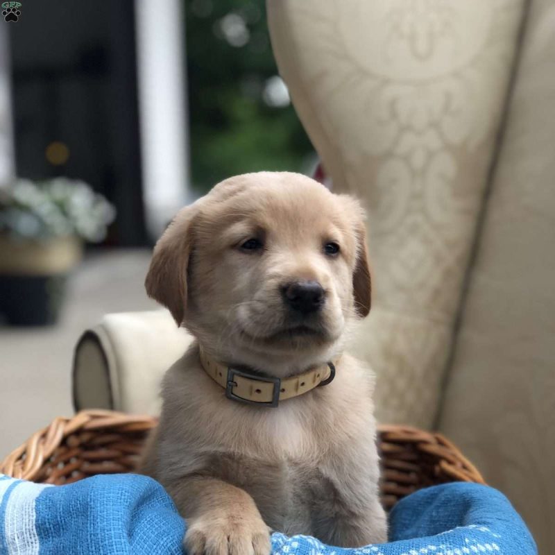 Golden Retriever Mix Puppies For Sale | Greenfield Puppies