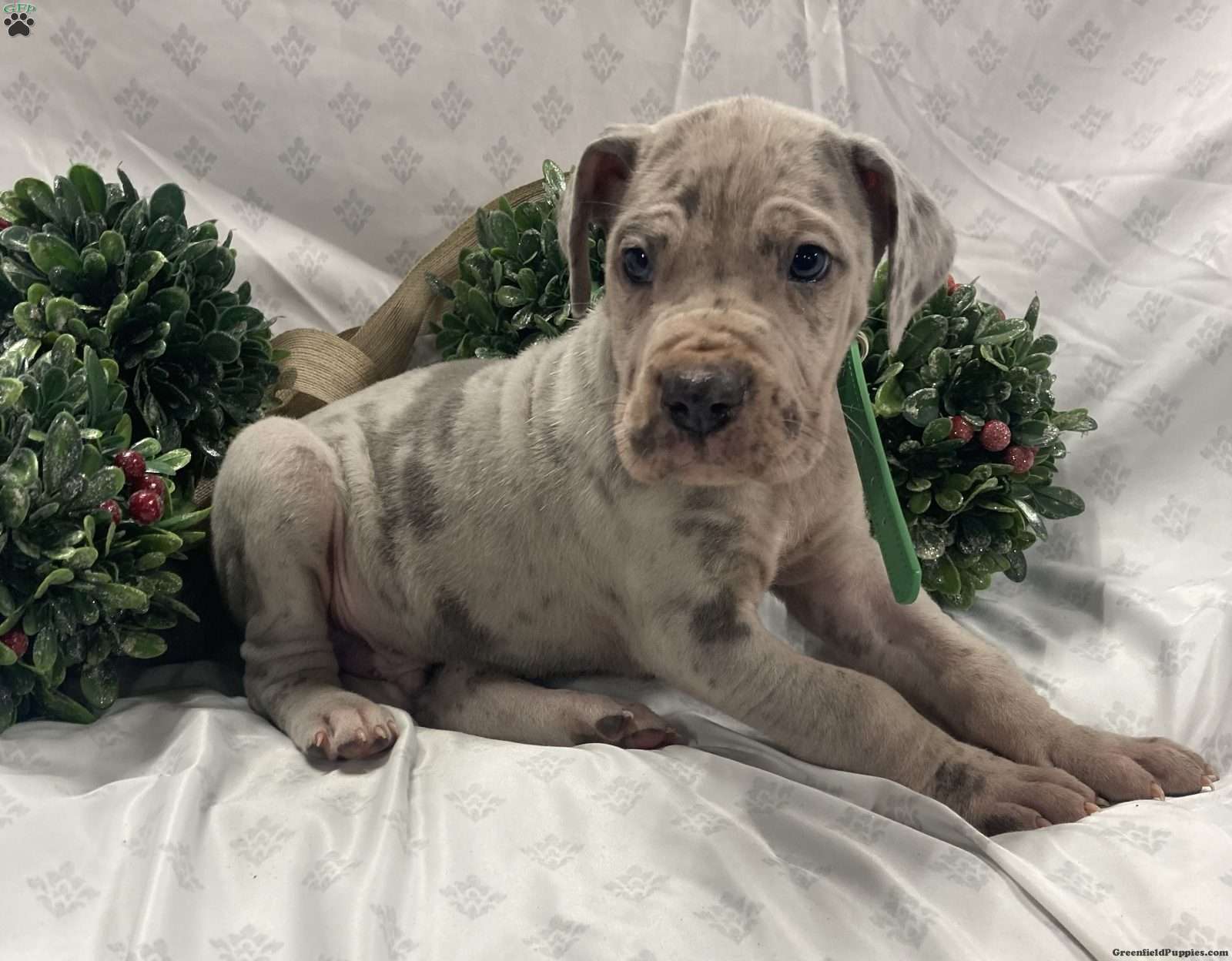 Grey Spotted Great Dane Puppy