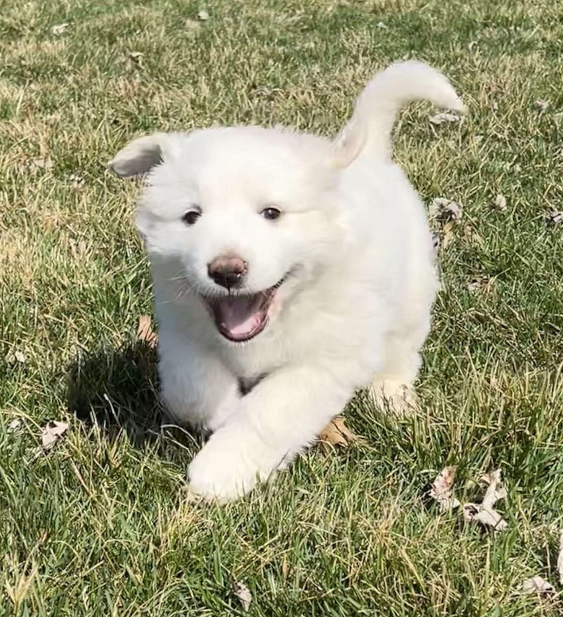 Great Pyrenees Puppy Uk