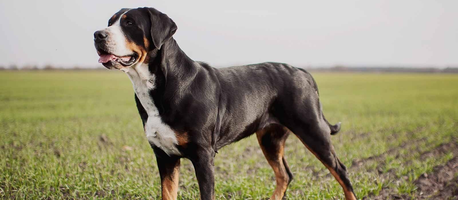 Greater Swiss Mountain Dog Puppies For Sale Greenfield Puppies Greater Swiss Mountain Dog Puppies For Sale Greenfield Puppies