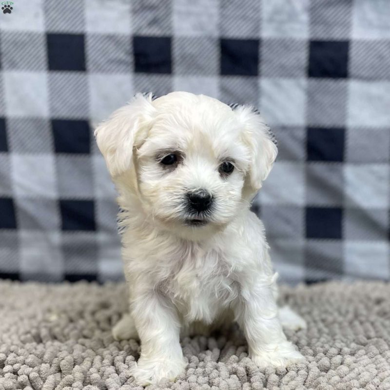 Havachon Puppies for Sale | Greenfield Puppies