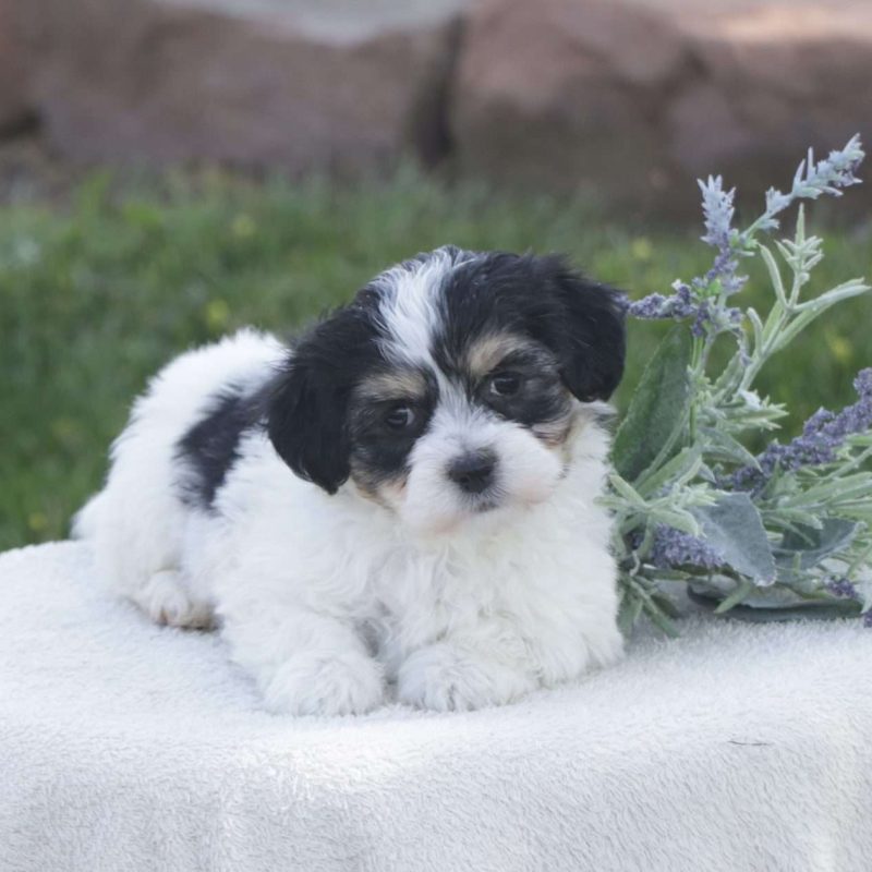 Havachon Puppies for Sale | Greenfield Puppies
