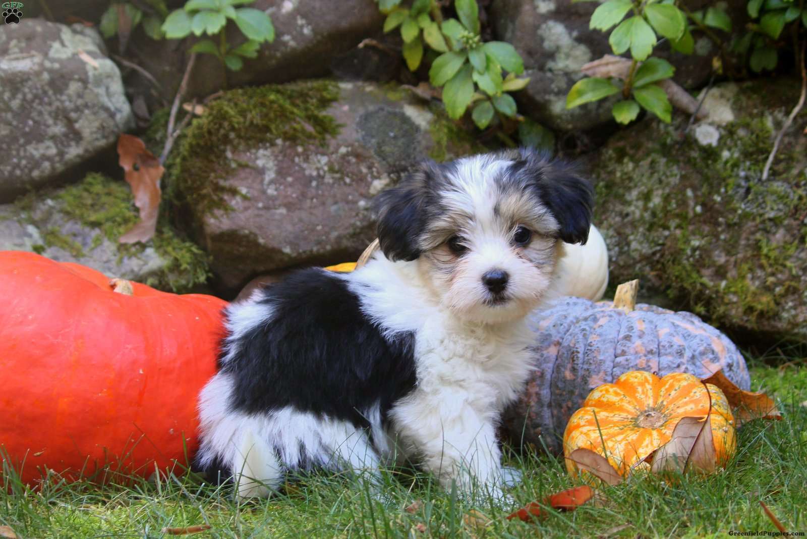 Havanese Mix Puppies For Sale | Greenfield Puppies