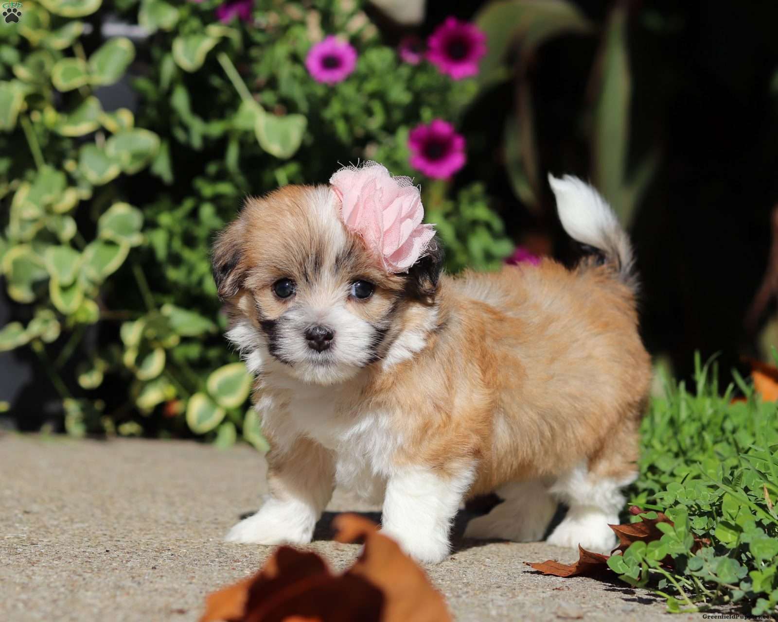 Havapoo Puppies For Sale - Greenfield Puppies