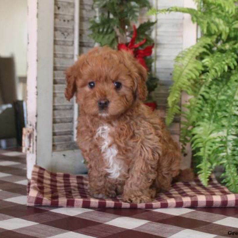 Havapoo Puppies For Sale | Greenfield Puppies