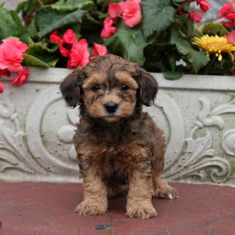 Havapoo Puppies For Sale - Greenfield Puppies