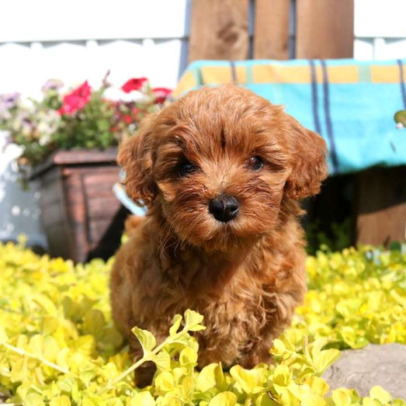 Havapoo Puppies For Sale - Greenfield Puppies