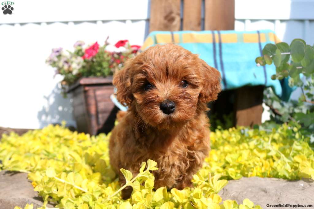 Havapoo Puppies For Sale - Greenfield Puppies