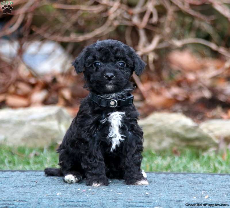 Havapoo Puppies For Sale - Greenfield Puppies