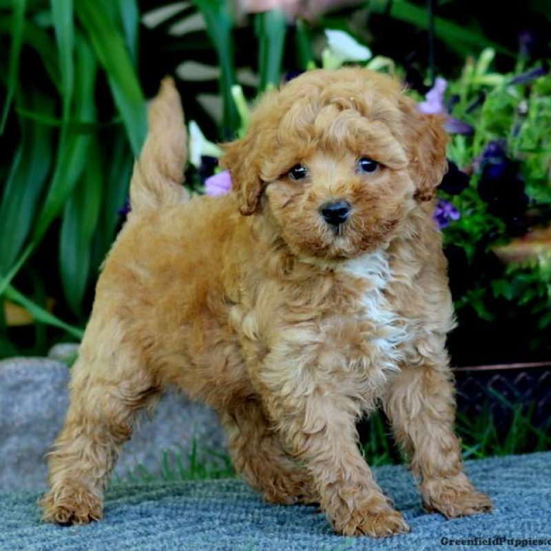 Havapoo Puppies For Sale - Greenfield Puppies