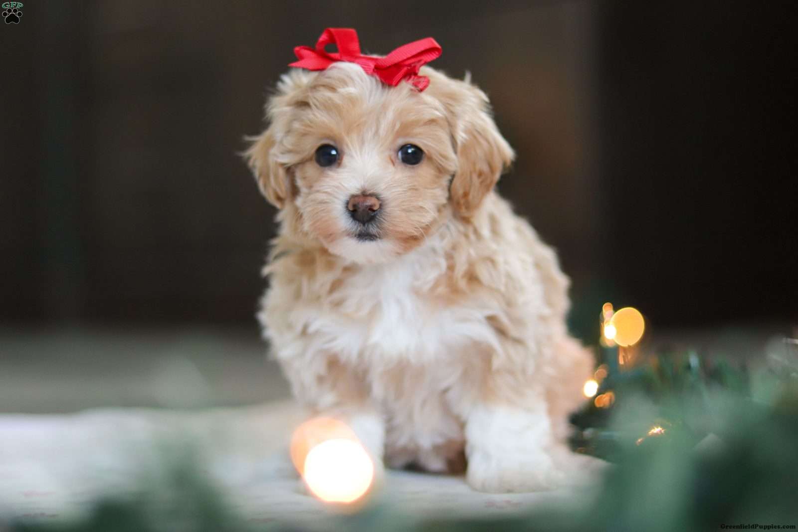 Havapoo Puppies For Sale - Greenfield Puppies