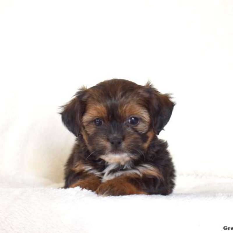 Havashu Puppies For Sale - Greenfield Puppies