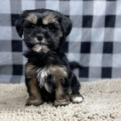 Havashu Puppies For Sale - Greenfield Puppies
