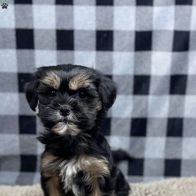 Havashu Puppies For Sale - Greenfield Puppies