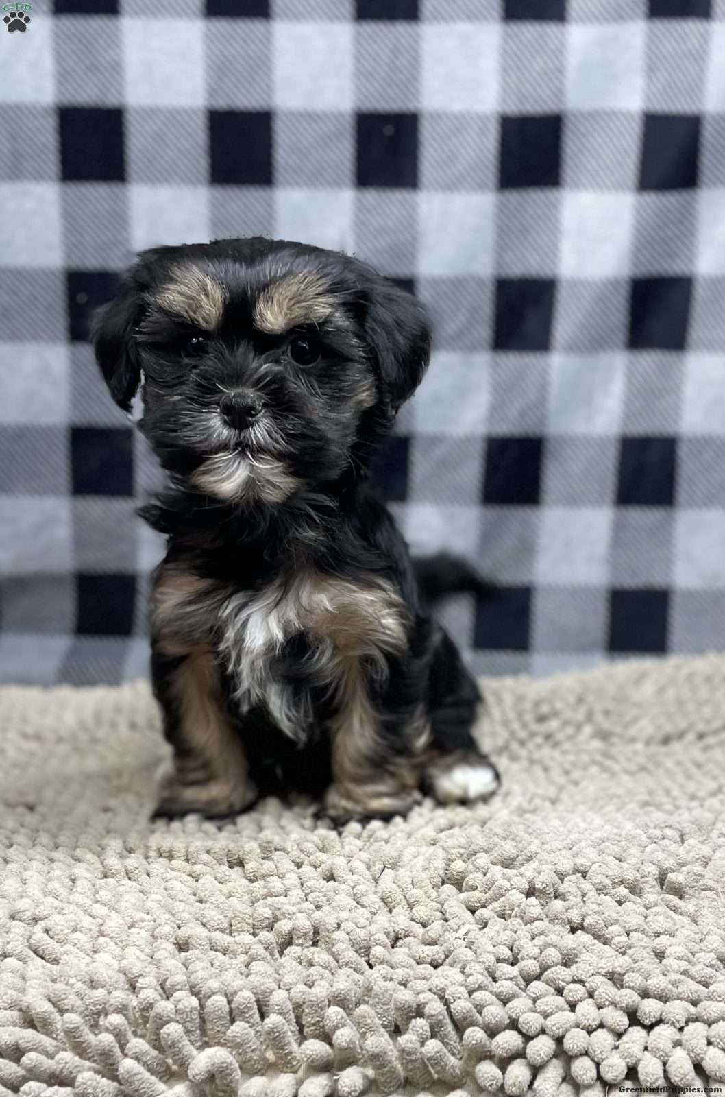 Havashu Puppies For Sale - Greenfield Puppies