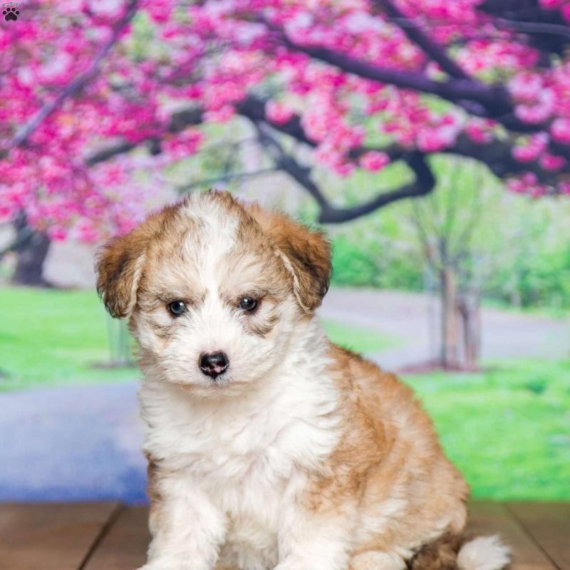 Huskipoo Puppies for Sale | Greenfield Puppies