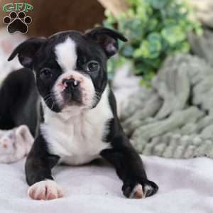 Boston Terrier Mix Puppies For Sale | Greenfield Puppies