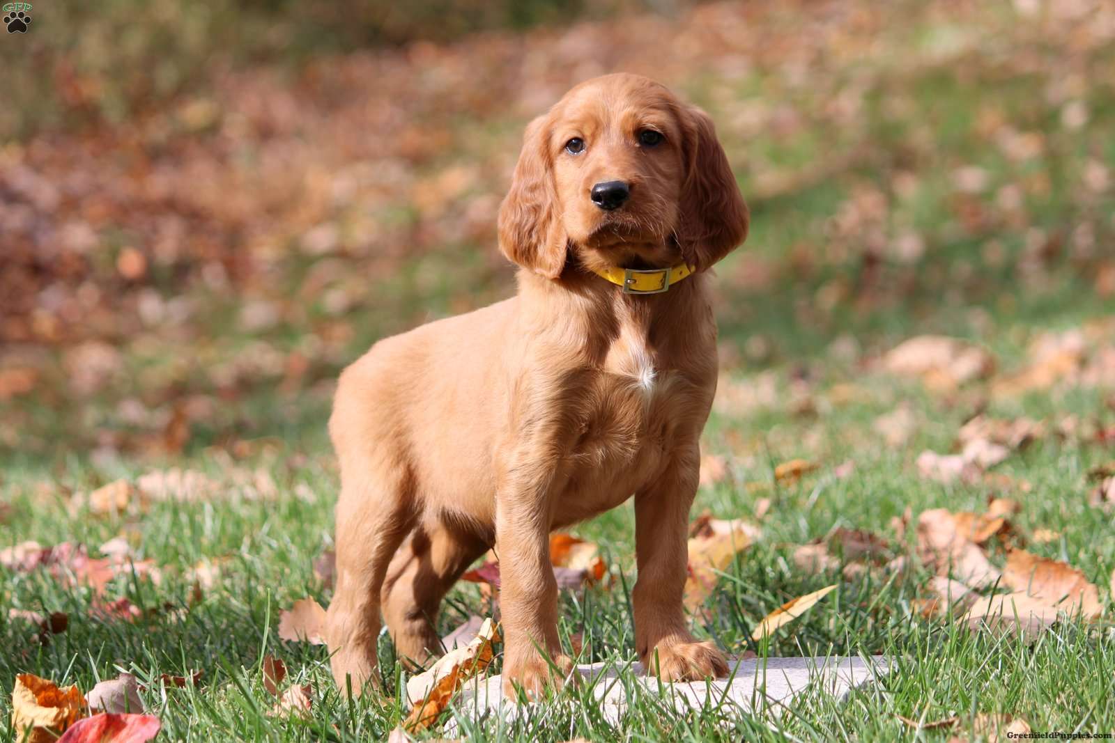 Irish Setter Mixed With Golden Retriever
