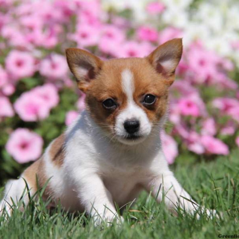 Jack-A-Ranian Puppies For Sale - Greenfield Puppies