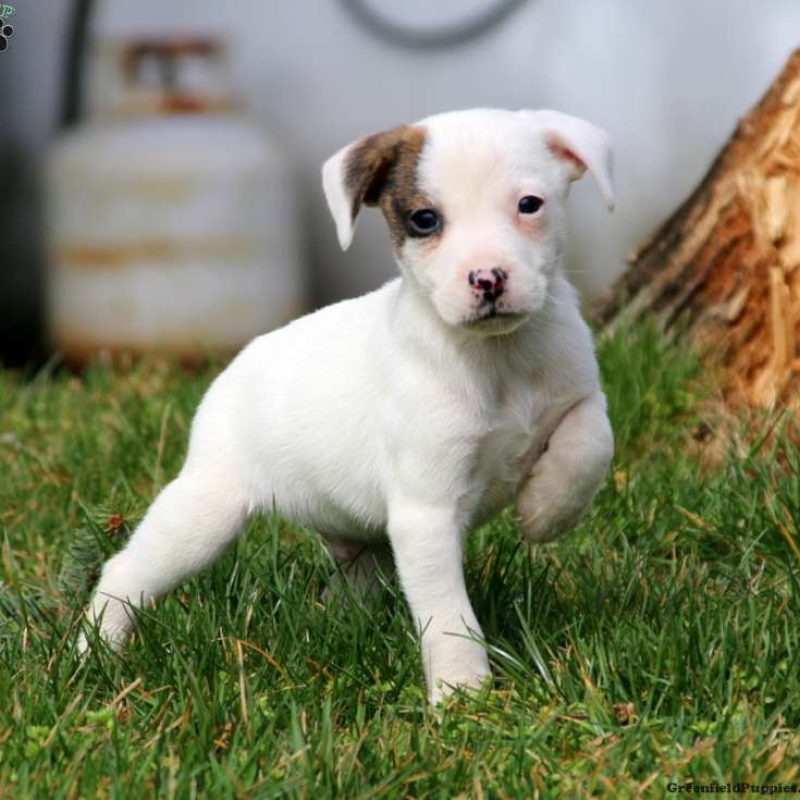 Jack Russell Mix Puppies For Sale | Greenfield Puppies