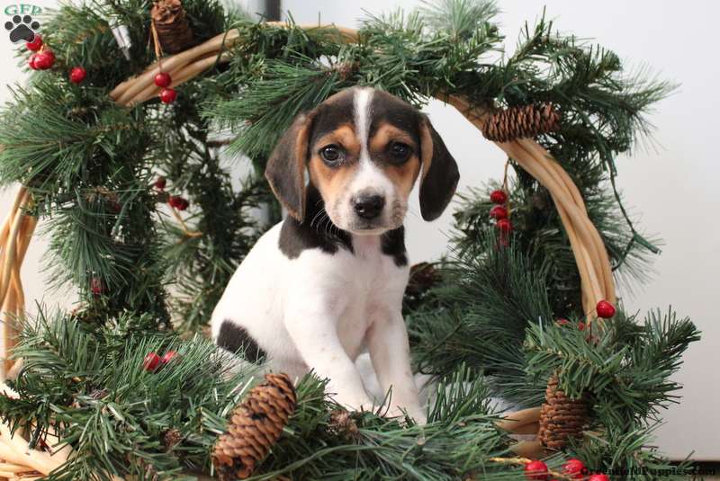 Jack Russell Terrier Puppies For Sale - Greenfield Puppies