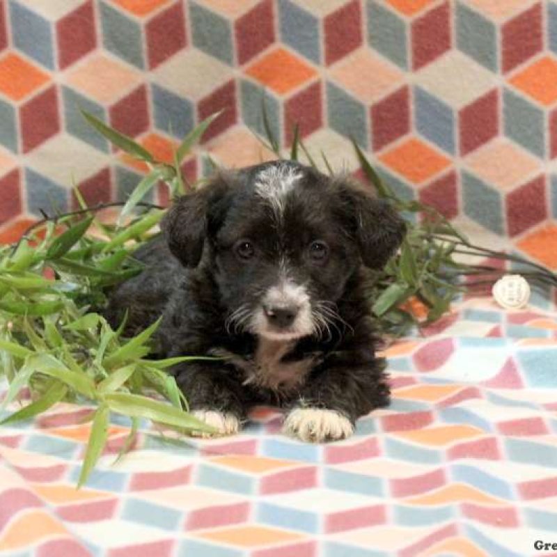 Jack-A-Poo Puppies For Sale - Greenfield Puppies