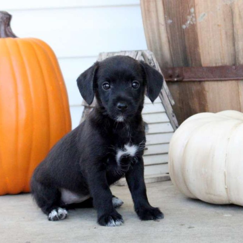 Jack-A-Poo Puppies For Sale - Greenfield Puppies