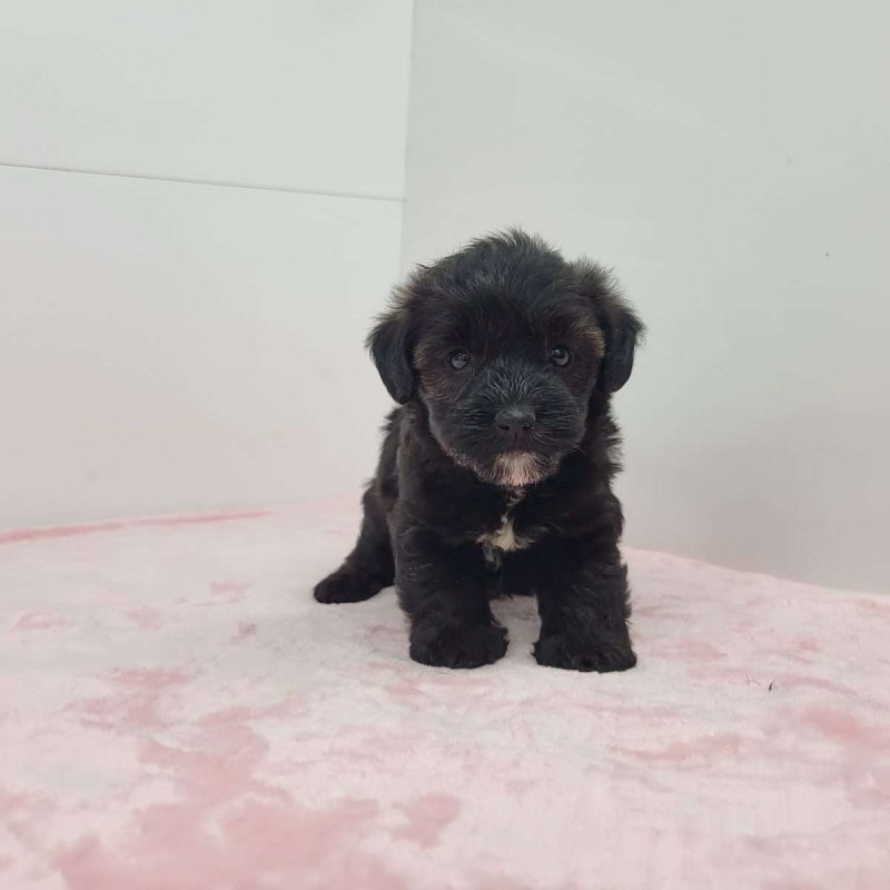 Jack-A-Poo Puppies For Sale - Greenfield Puppies