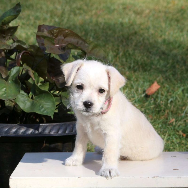 Jack-A-Poo Puppies For Sale - Greenfield Puppies