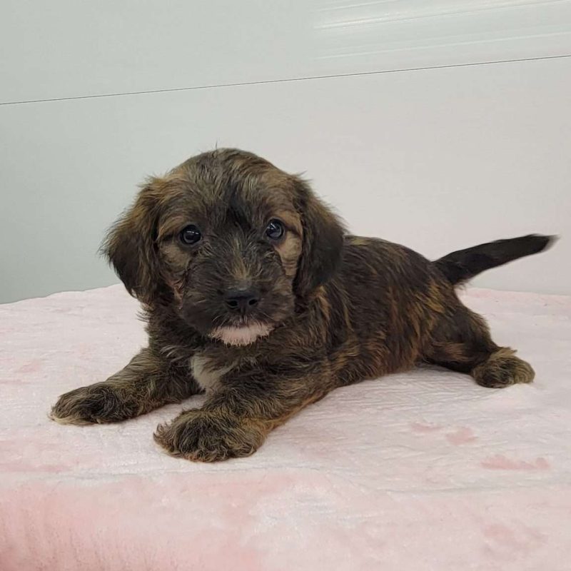 Jack-A-Poo Puppies For Sale - Greenfield Puppies