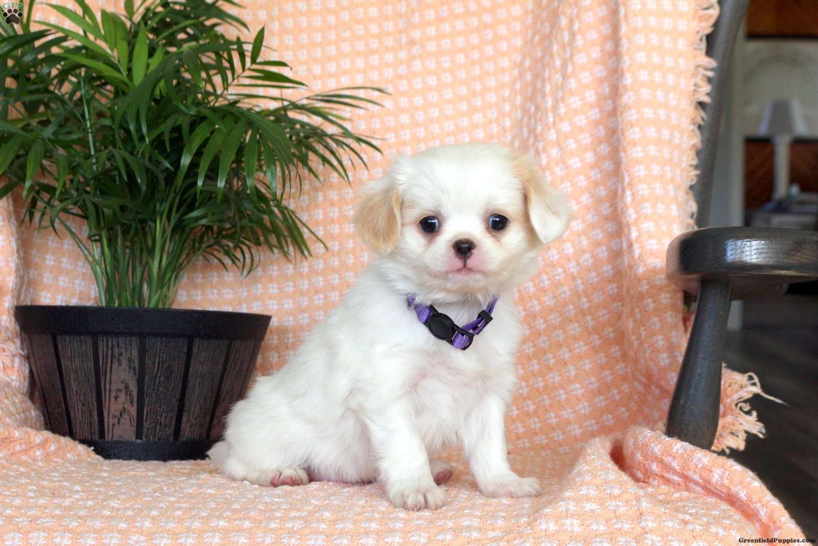 Japanese Chin For Sale $50