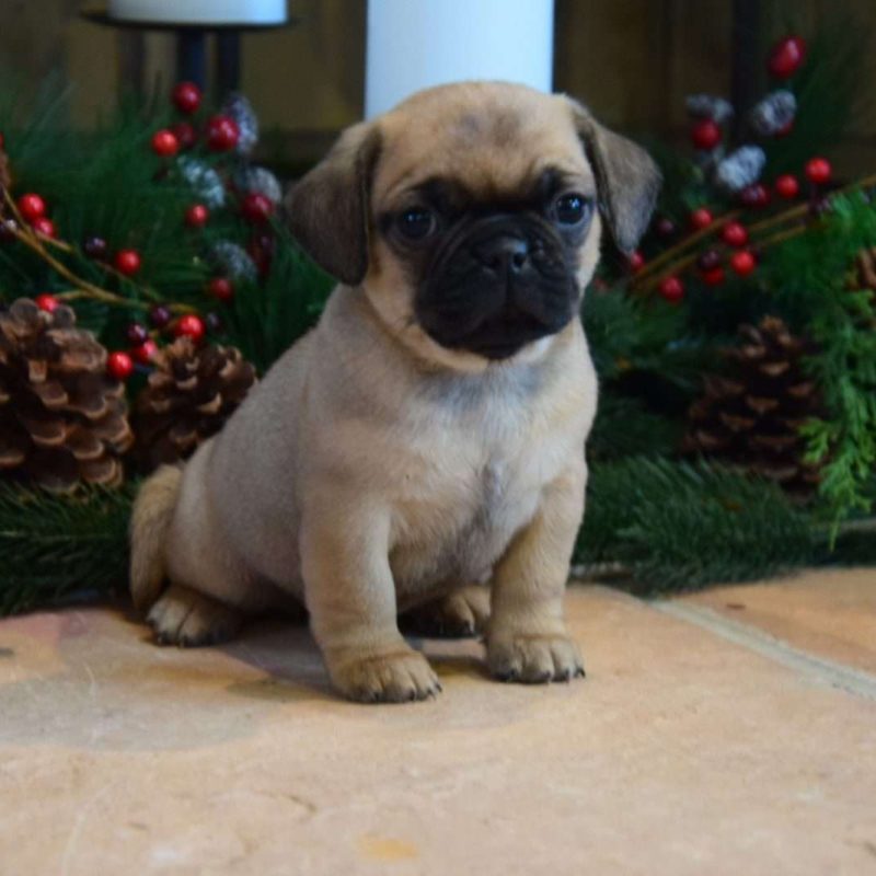 Jug Puppies For Sale | Greenfield Puppies