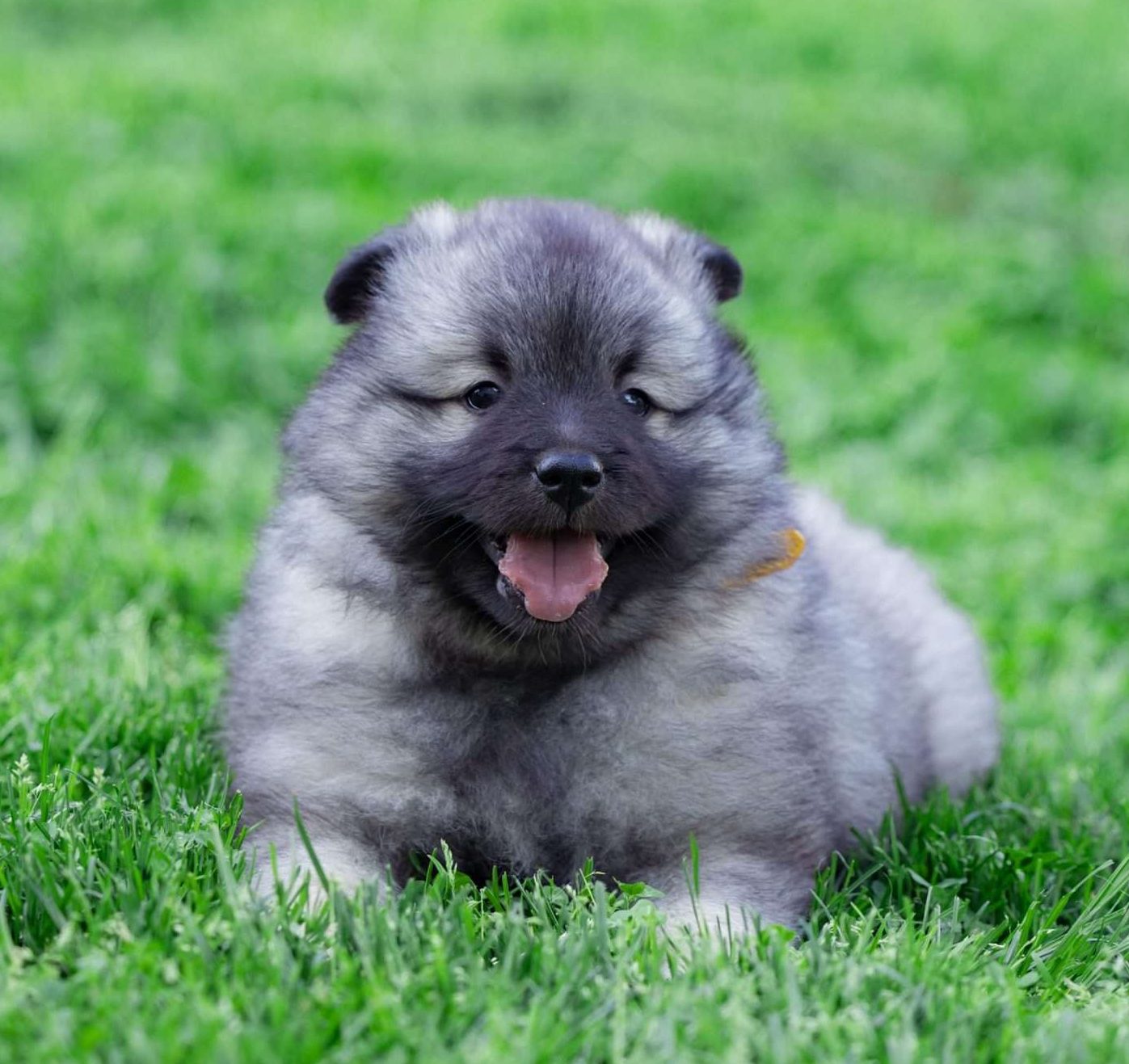 Keeshond Mix Puppies For Sale | Greenfield Puppies