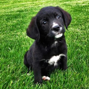 Labernese Puppies For Sale - Greenfield Puppies